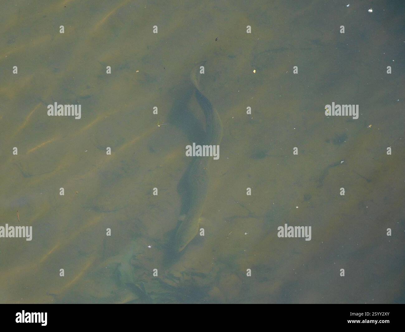 Short-finned Eel (Anguilla australis), Actinopterygii, Sydney NSW ...