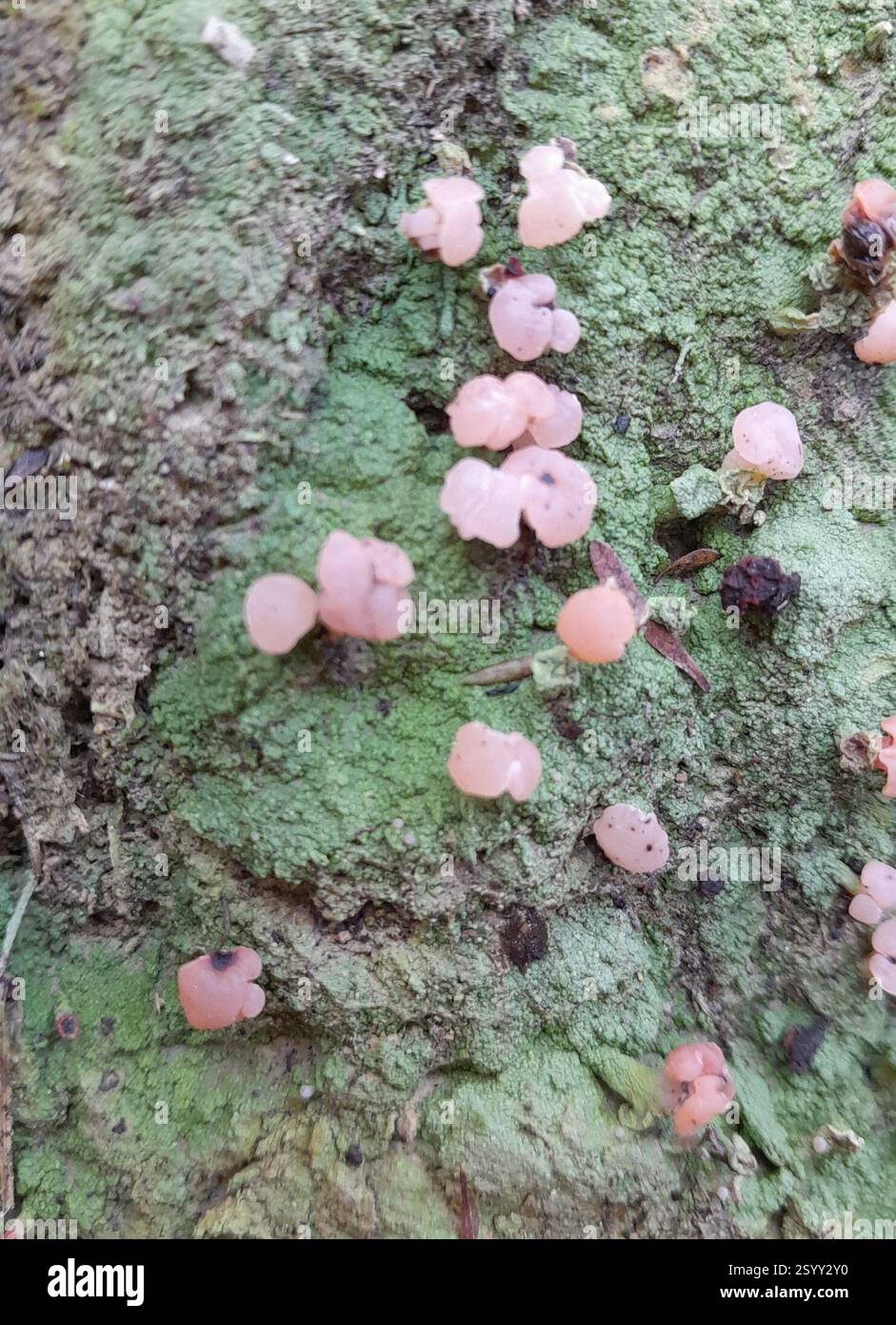 (Baeomyces heteromorphus), Fungi, Dunedin North, Dunedin, New Zealand ...