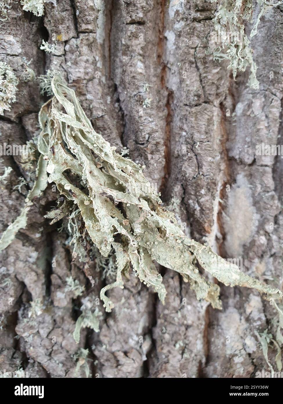 Cartilage Lichen (Ramalina fraxinea), Fungi, Tierps kyrka, 815 91 Tierp ...