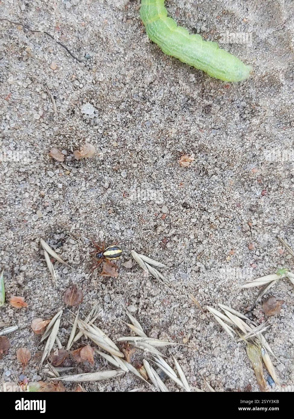 Small Orbweaver (Hypsosinga pygmaea), Arachnida, 59240, Lietuva Stock ...