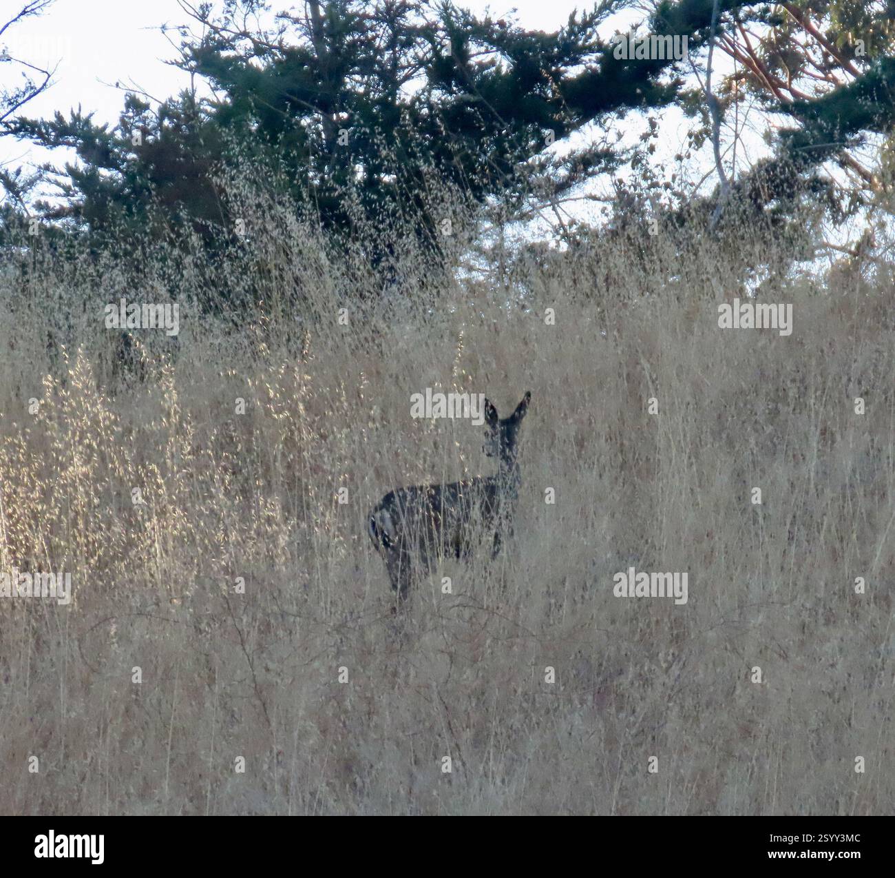 Columbian Black-tailed Deer (Odocoileus hemionus columbianus), Mammalia ...