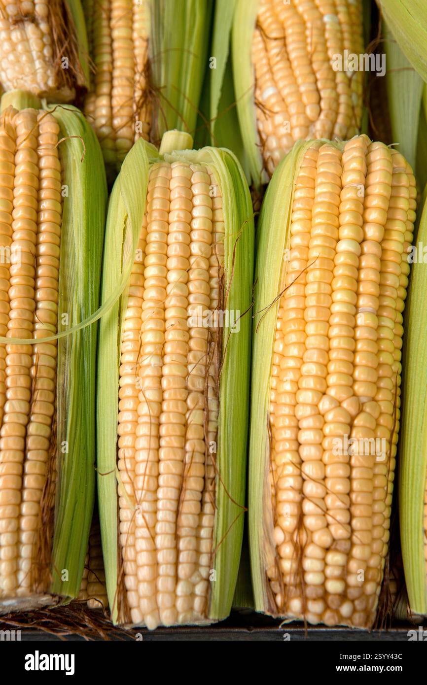 Yellow corn on the cob for sale. Maize background. Fresh vegetables on ...