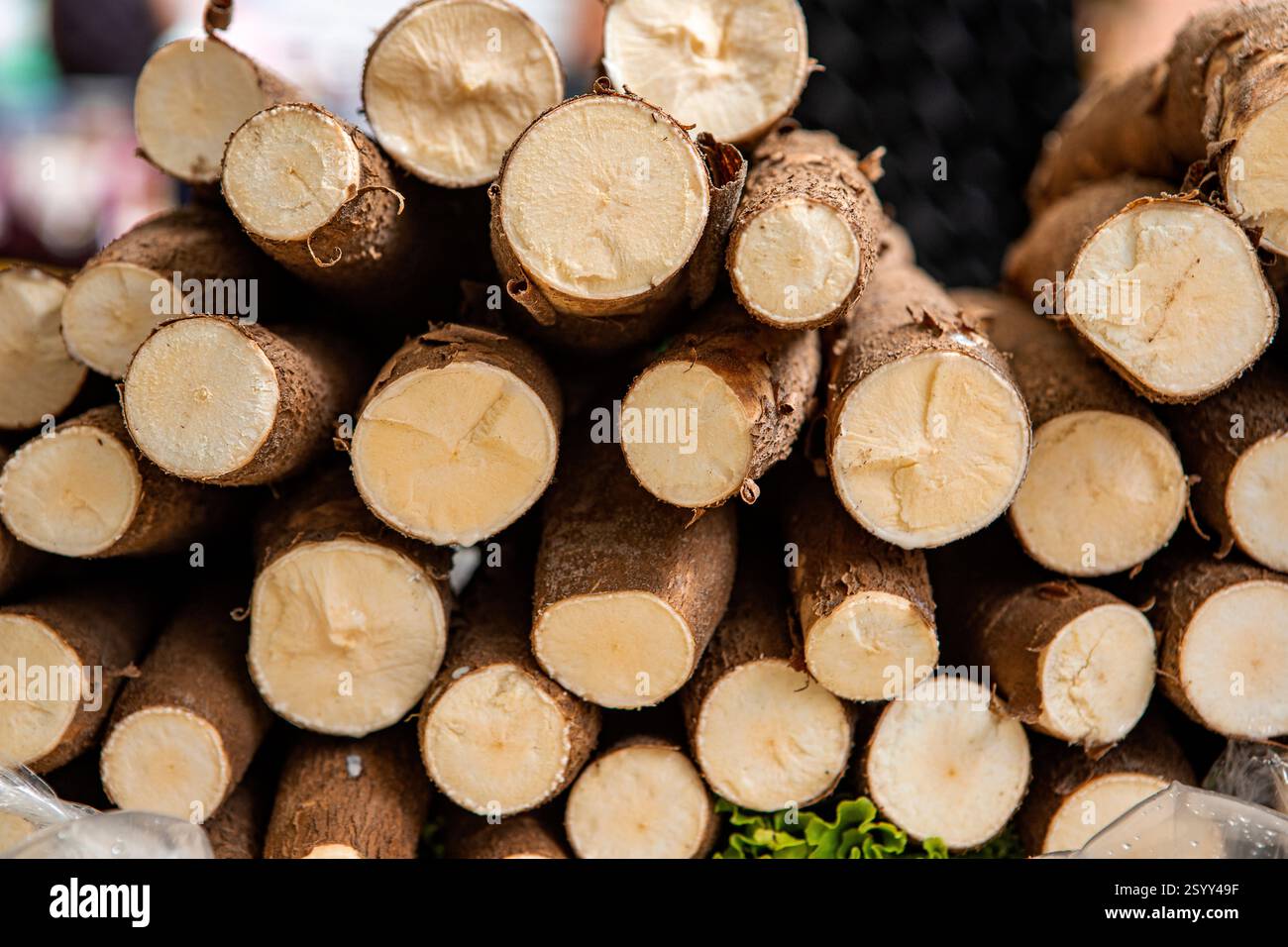 Manihot esculenta, commonly called cassava, manioc, yuca, macaxeira, mandioca and aipim, at the ...