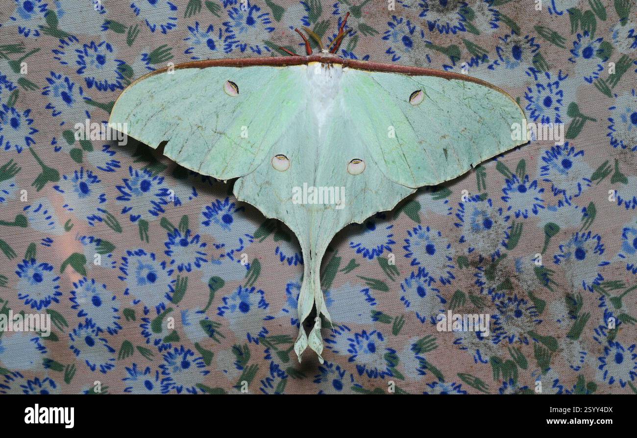 South China Moon Moth (Actias sinensis), Insecta, 中国江西省上饶市婺源县 Stock ...