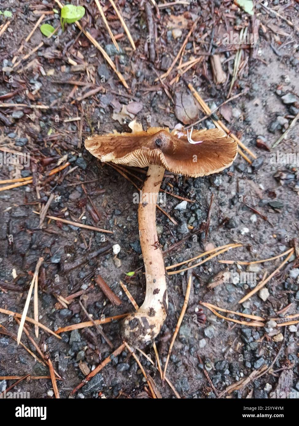 Fibercaps and Allies (Inocybaceae), Fungi, 35394 Gießen, Deutschland ...