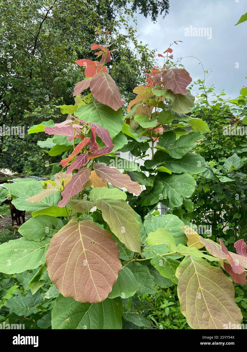 Ujjain Desmodium Tree (Ougeinia oojeinensis), Plantae, Vansda National ...