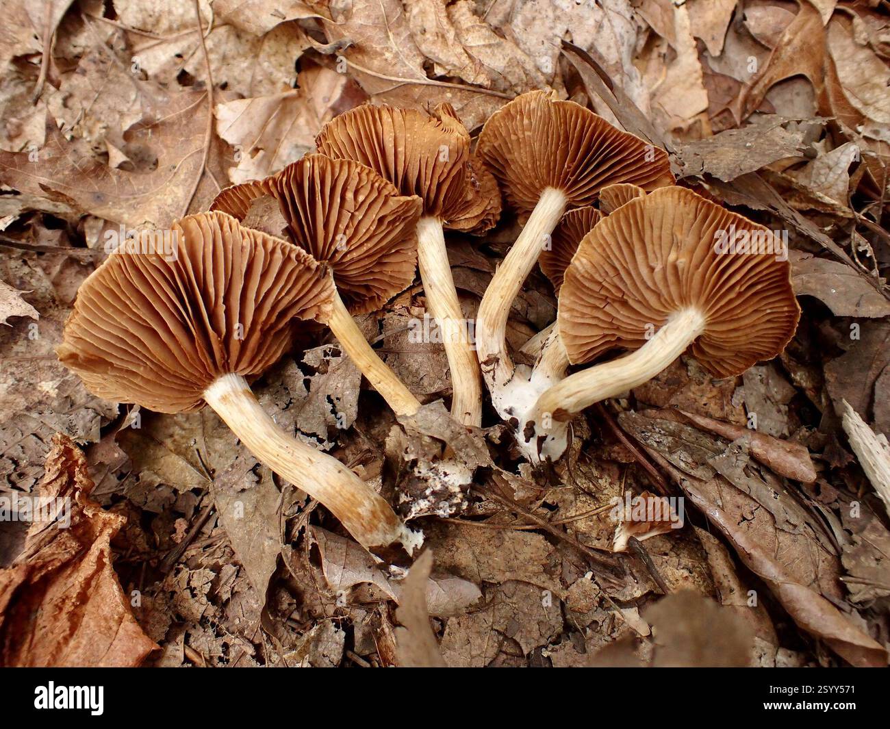 Cortinarius sect. Rubricosi (Rubricosi), Fungi, High Rock Park, New ...