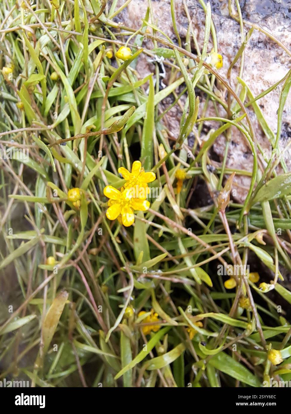 Creeping Spearwort (Ranunculus reptans), Plantae, Iron Bridge, ON P0R ...