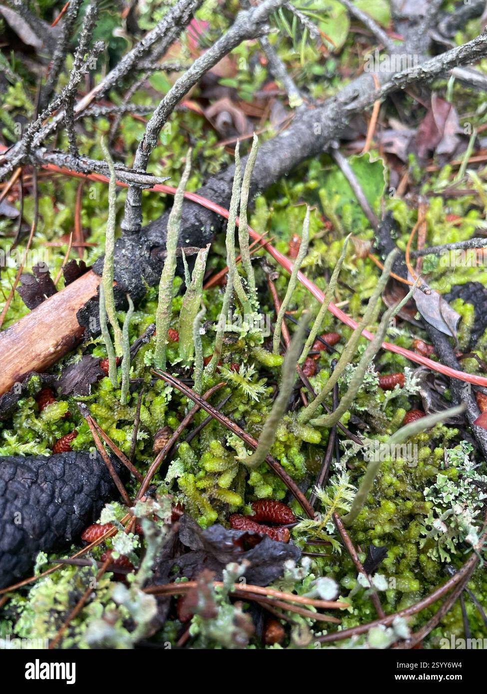 Smooth Horn Lichen (Cladonia gracilis), Fungi, Greenview No. 16, AB, CA ...