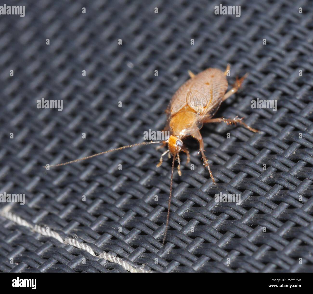 Tawny Cockroach (Ectobius pallidus), Insecta, Verlegerviertel ...