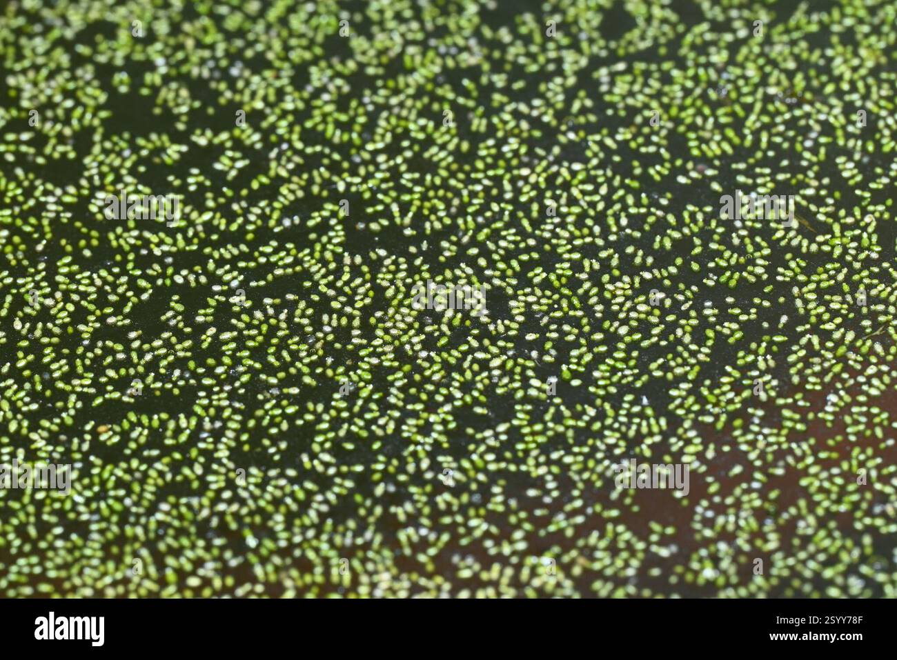 Wolffia arrhiza hi-res stock photography and images - Alamy