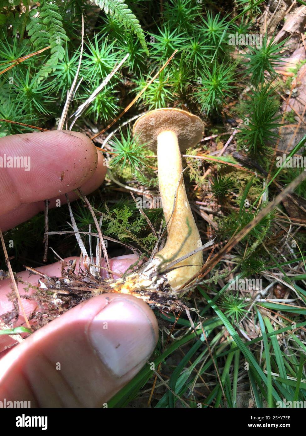 spicy suillus (Suillus punctipes), Fungi, North Carolina, US Stock ...