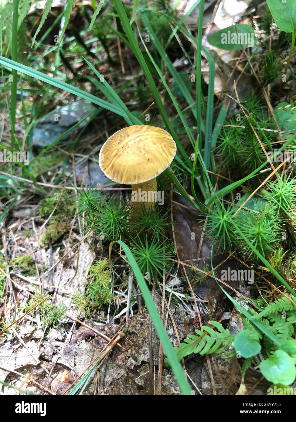 spicy suillus (Suillus punctipes), Fungi, North Carolina, US Stock ...