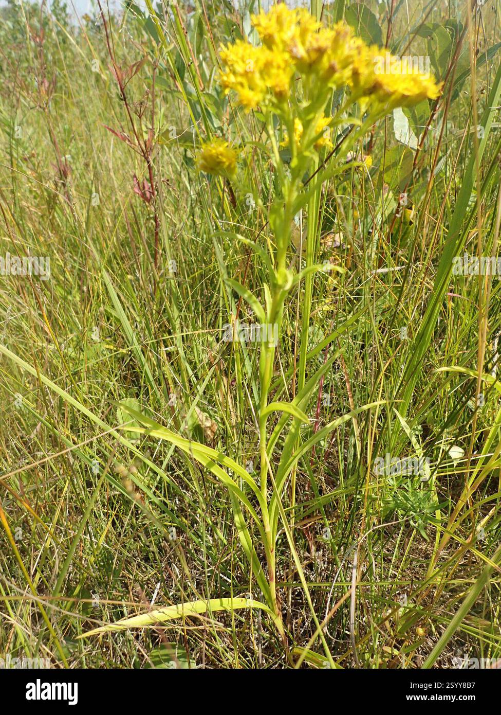 Riddell's goldenrod (Solidago riddellii), Plantae, Stuartburn, MB R0A ...
