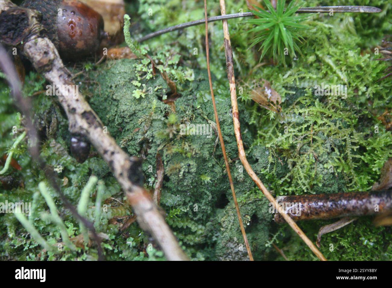(Trapeliopsis), Fungi, Powiat wejherowski, Polska, on the ground, road ...