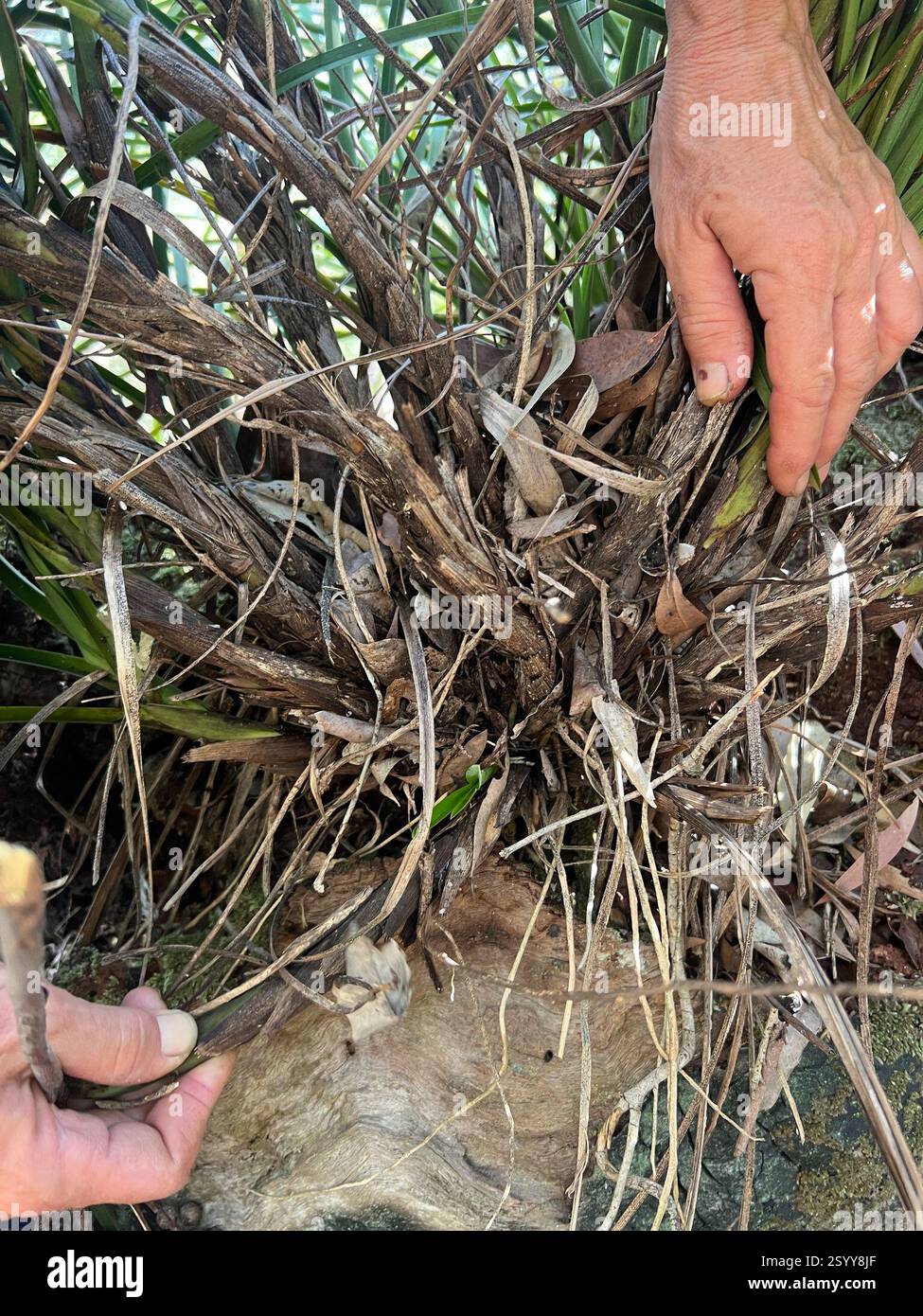 Snake Orchid (Cymbidium suave), Plantae, Queensland, AU Stock Photo - Alamy