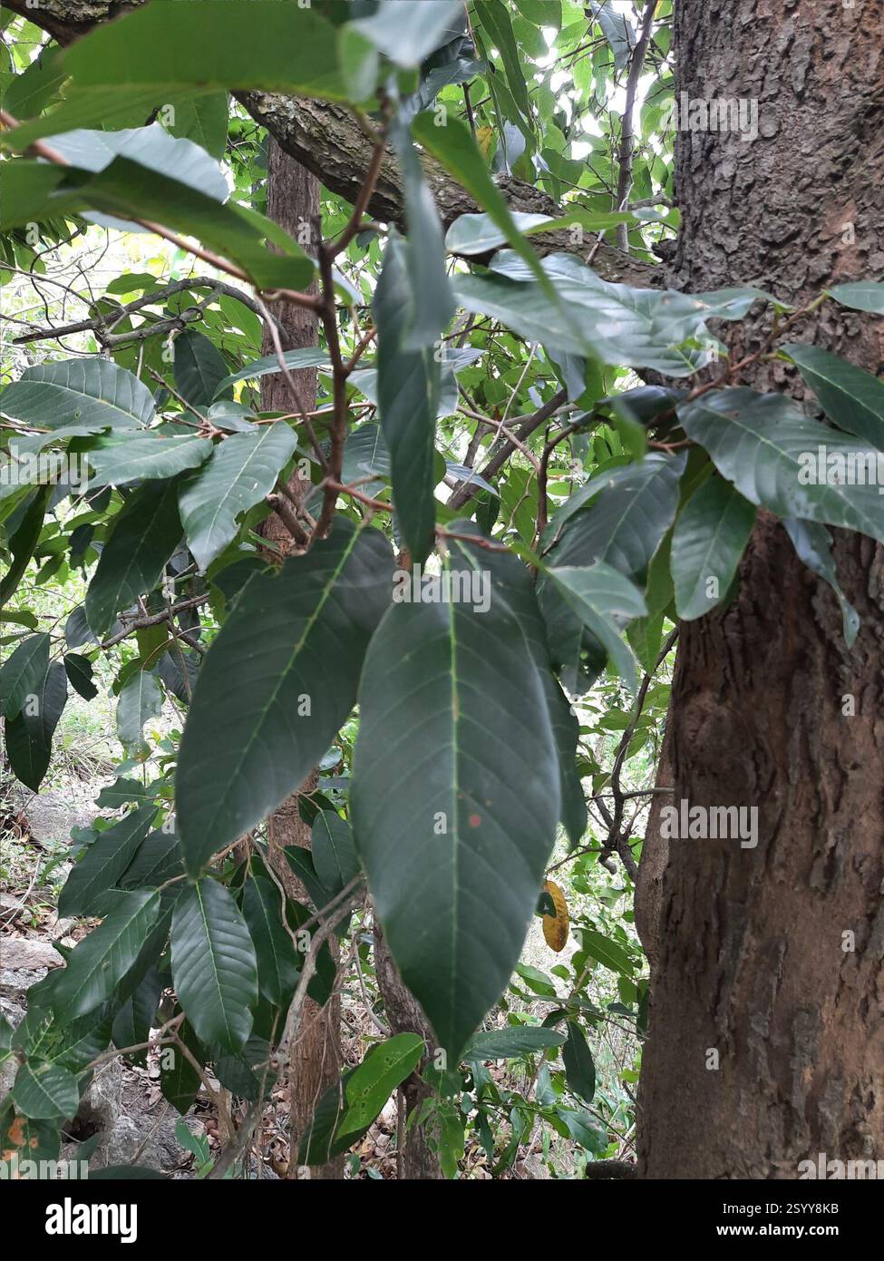 White Meranti (Shorea roxburghii), Plantae, Tamil Nadu, IN Stock Photo ...