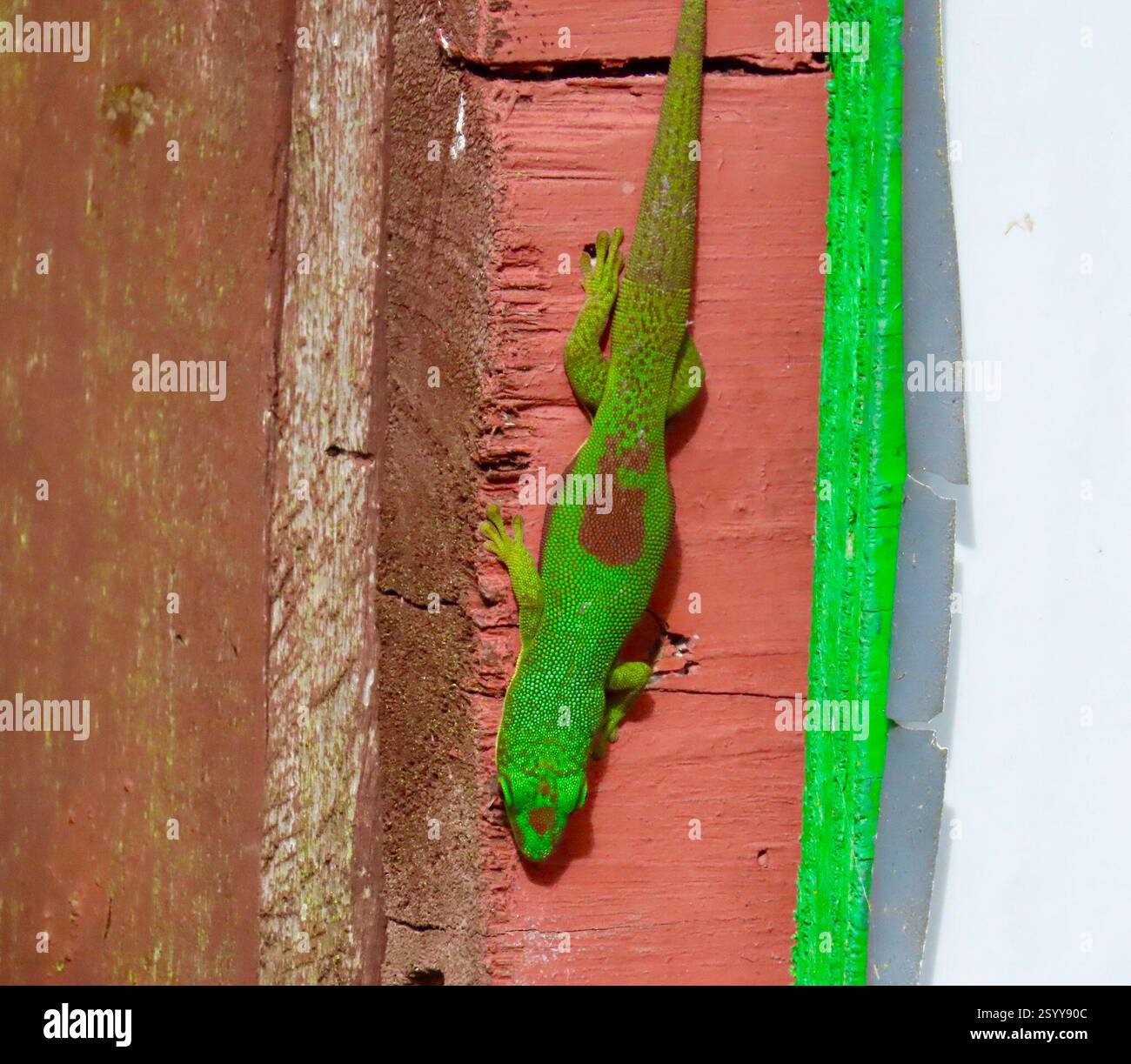(Phelsuma lineata lineata), Reptilia, Madagascar, Toamasina, MG, Bright ...