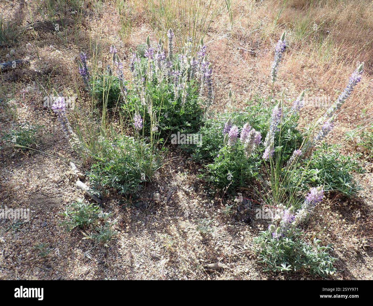 20 9 25 7 cm hi-res stock photography and images - Alamy
