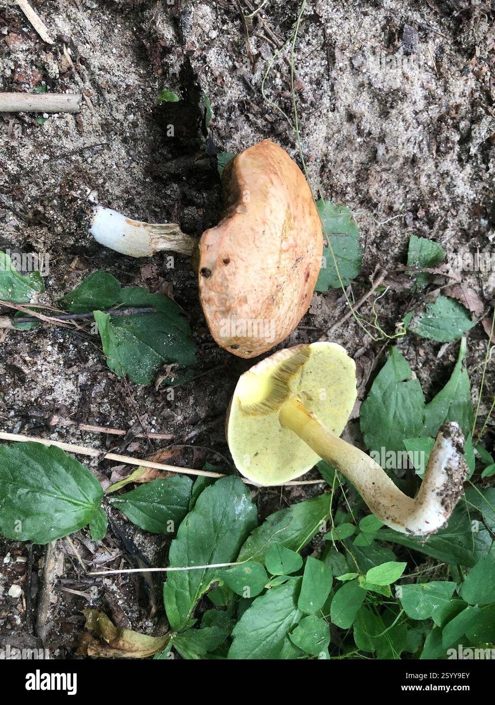 spicy suillus (Suillus punctipes), Fungi, North Carolina, US Stock ...