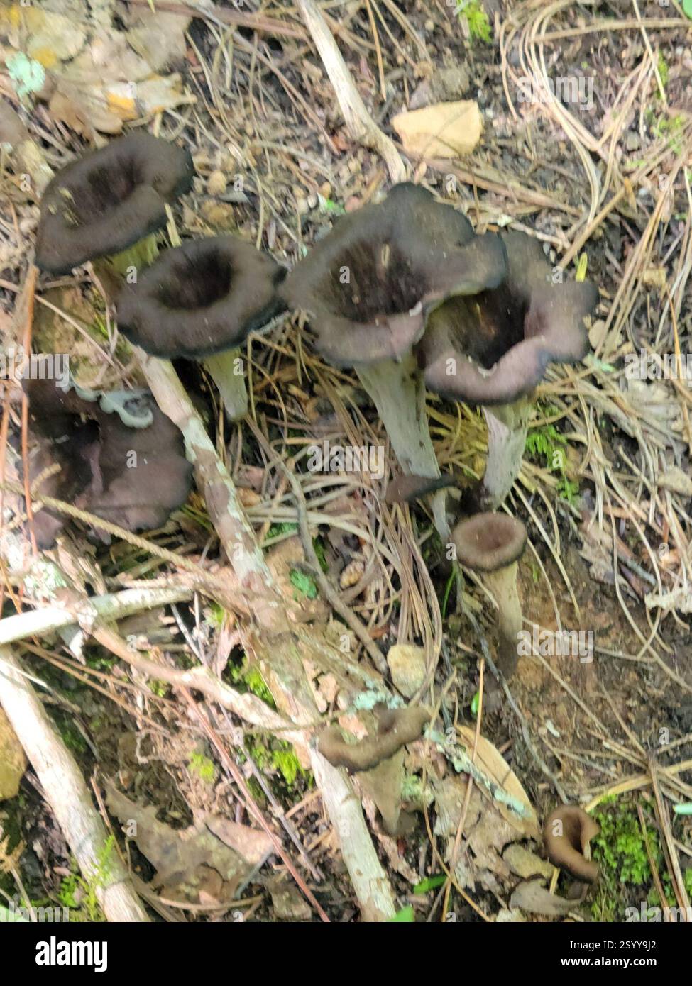 Eastern Black Trumpet (Craterellus fallax), Fungi, Speedwell, VA 24374 ...