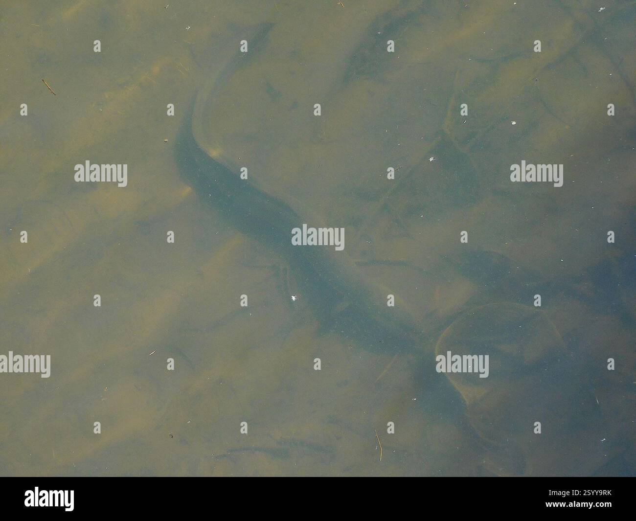 Short-finned Eel (Anguilla australis), Actinopterygii, Sydney NSW ...