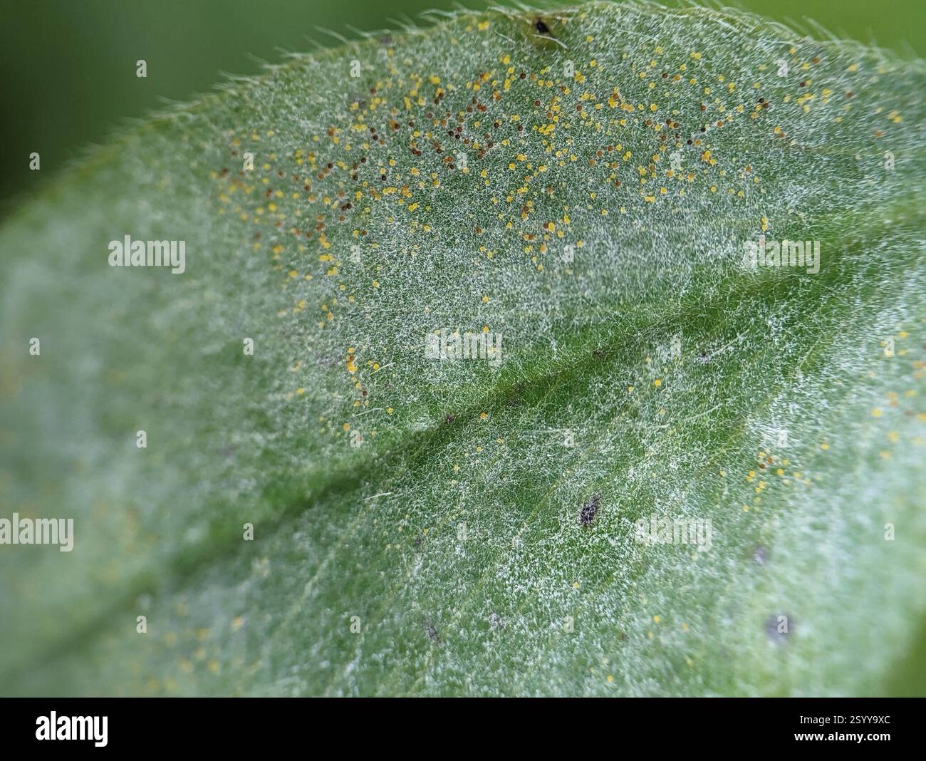 legume powdery mildew group (Erysiphe pisi), Fungi, 164, Plant Science ...