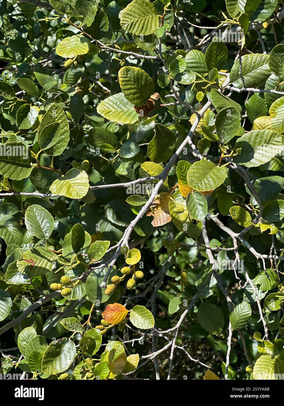 white alder (Alnus rhombifolia), Plantae, Searsville Lake, Woodside, CA ...