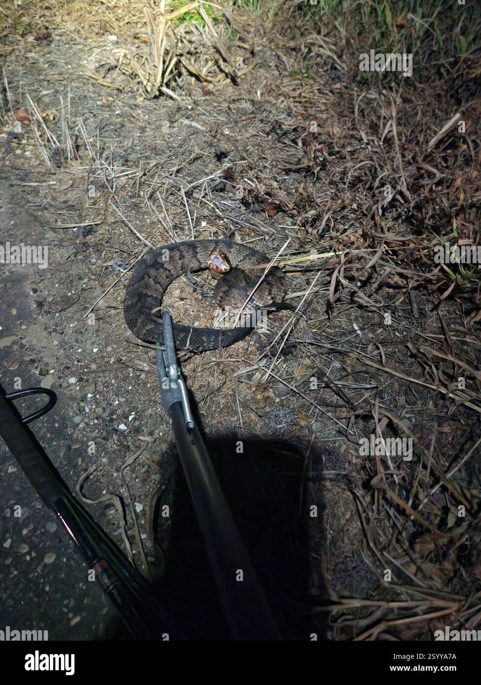 Northern Cottonmouth (Agkistrodon piscivorus), Reptilia, Hope, AR 71801 ...