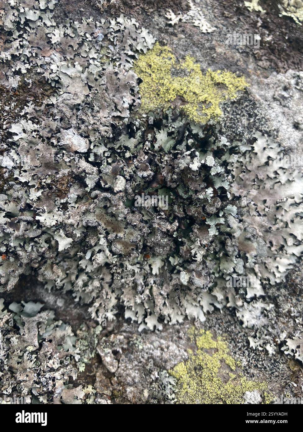 Black Sheet Lichen (Parmotrema reticulatum), Fungi, Teddington, New ...