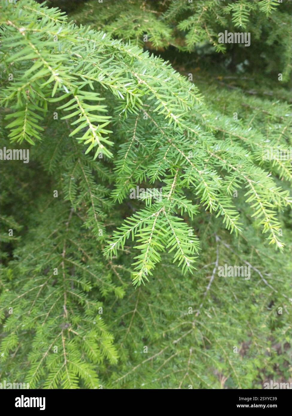 western hemlock (Tsuga heterophylla), Plantae, Wamic, OR 97063, USA ...