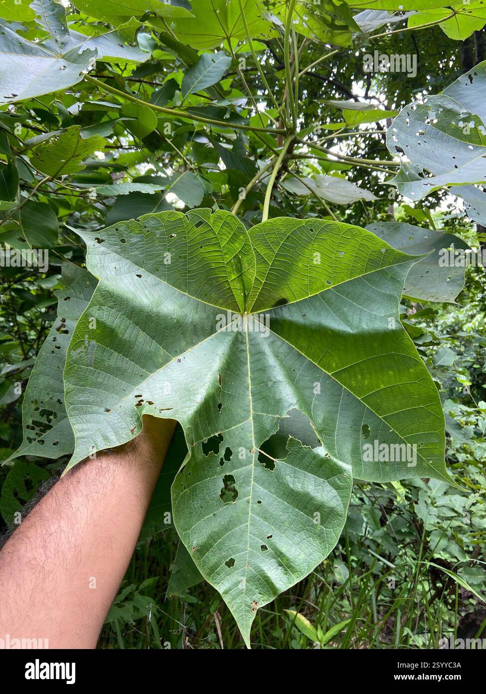 Ghost tree (Sterculia urens), Plantae, Vansda National Park, Tapi, GJ ...