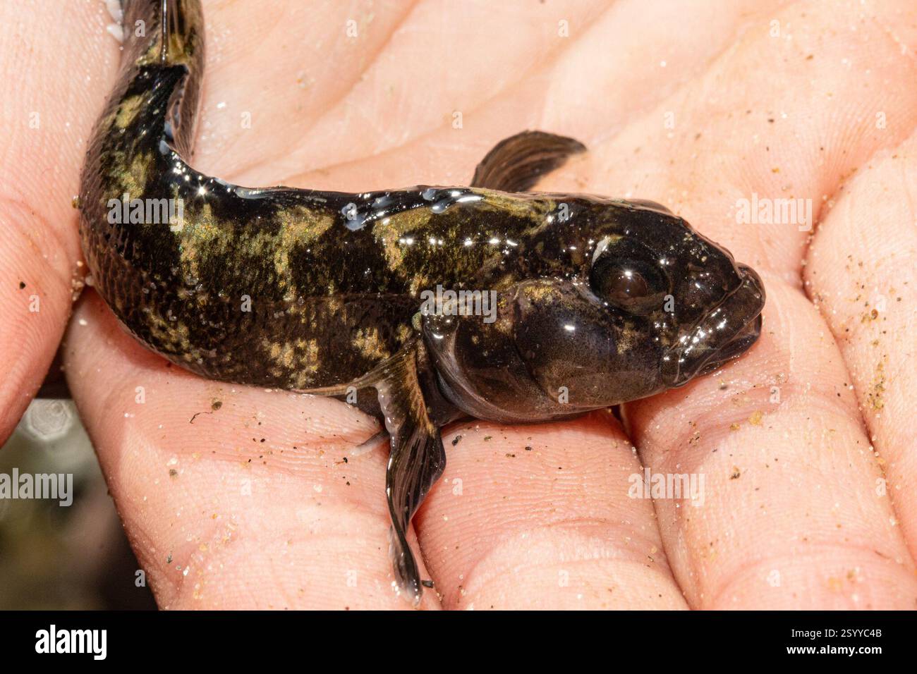 Robust Triplefin (Forsterygion gymnotum), Actinopterygii, Karitane 9471 ...