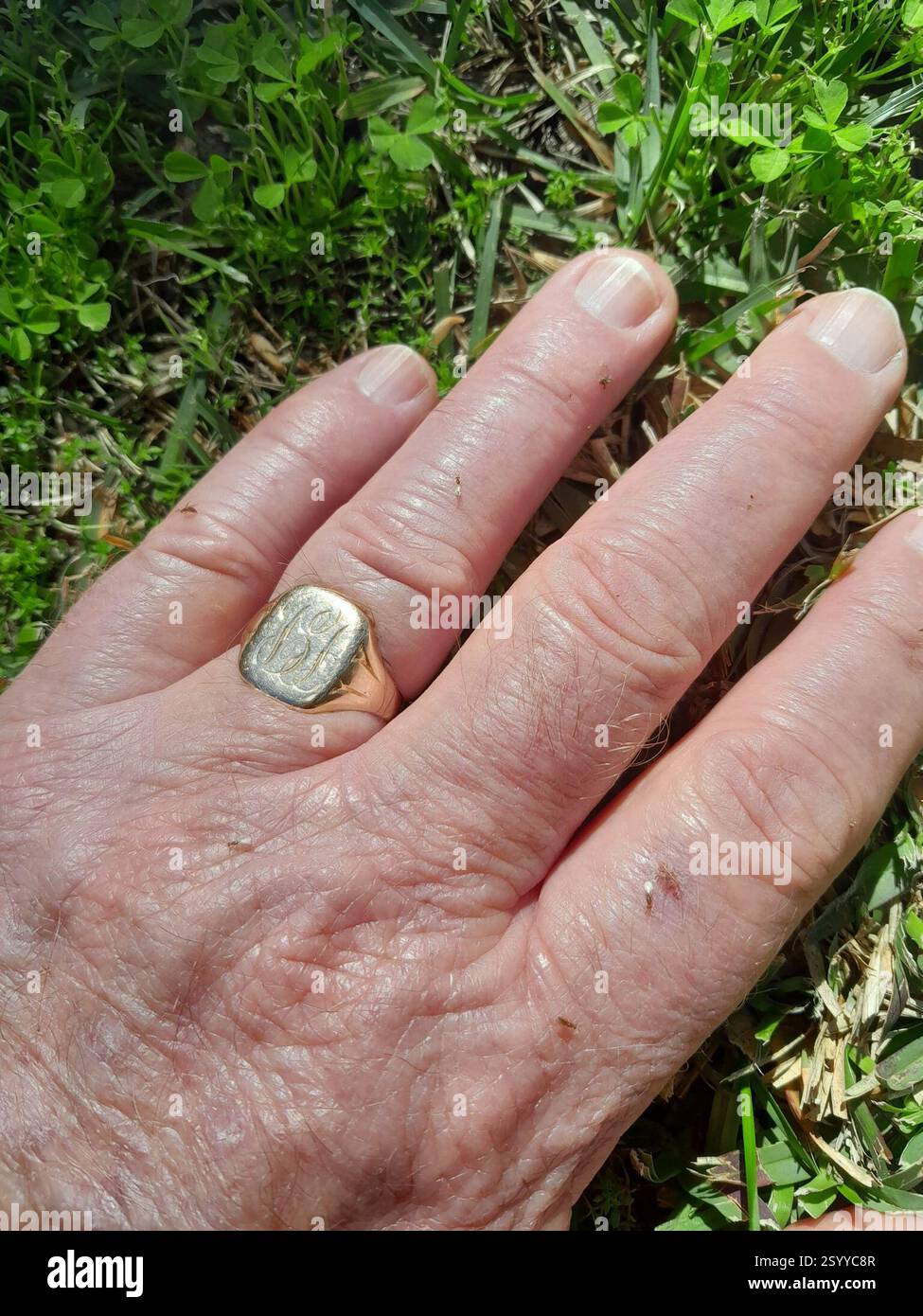 Chalcidoid Wasps (Chalcidoidea), Insecta, Edgemead, Cape Town, 7407 ...