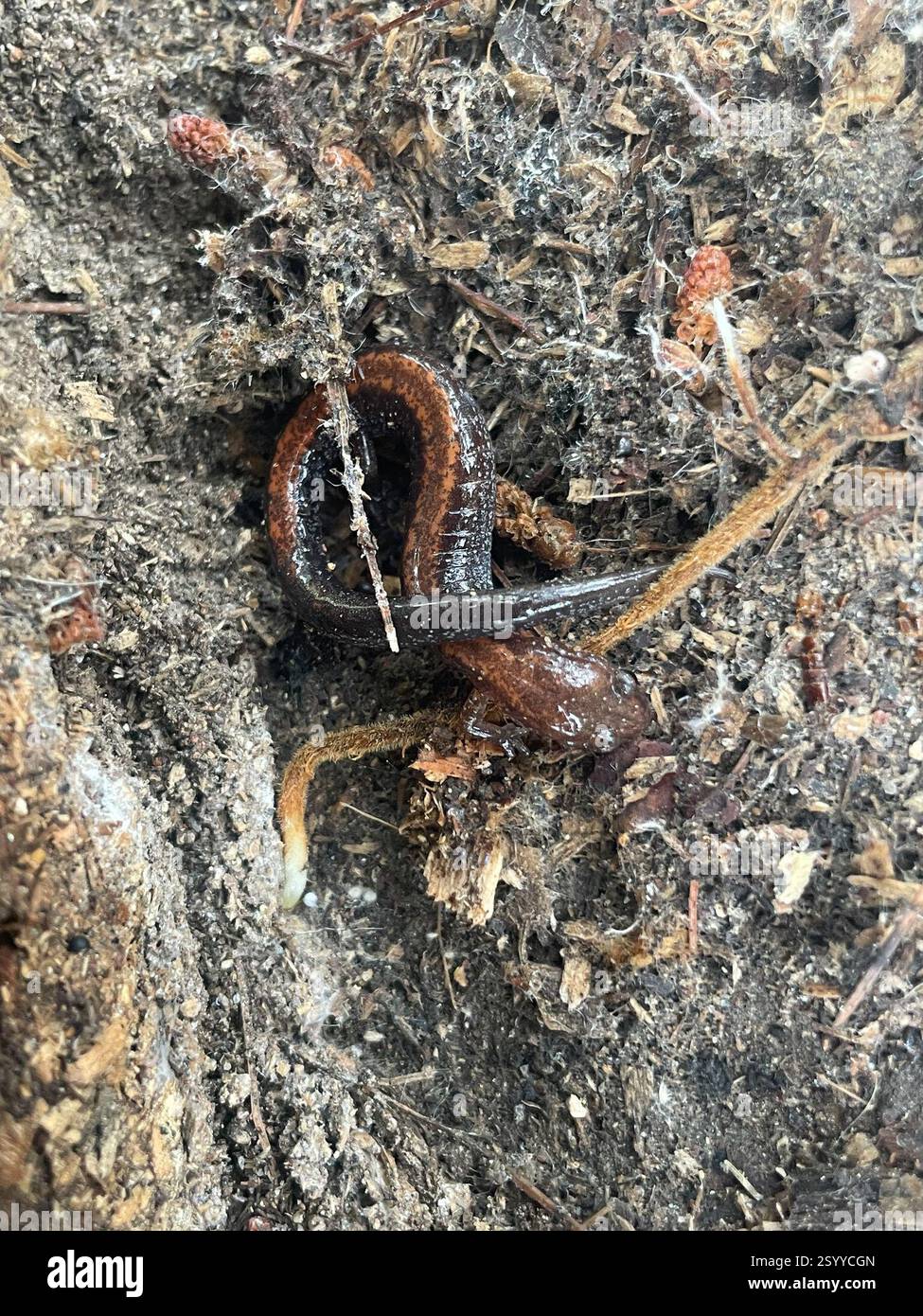 Eastern Red-backed Salamander (Plethodon cinereus), Amphibia, Musquash ...