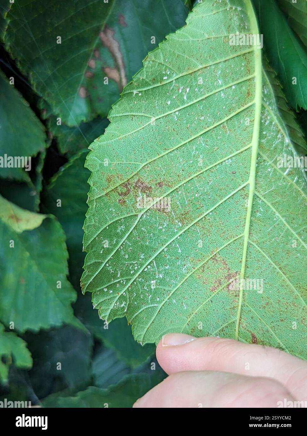 Mites and Ticks (Acari), Arachnida, Ithaca, NY, USA, A likely case of ...
