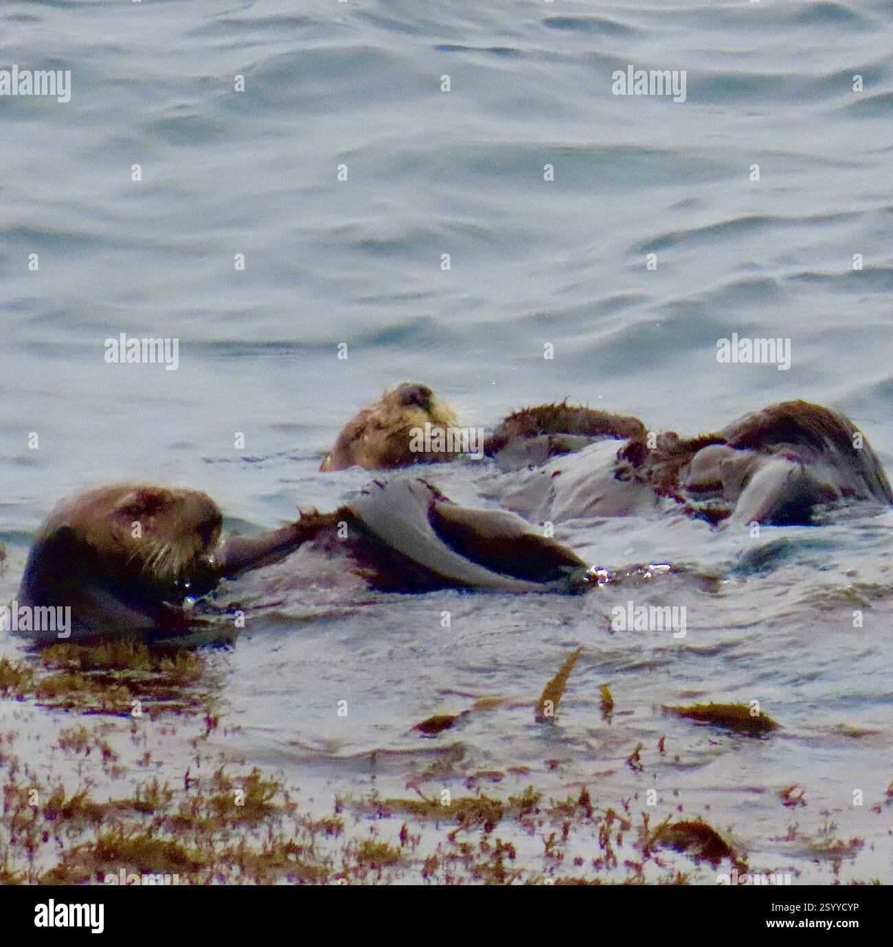 Southern Sea Otter (Enhydra lutris nereis), Mammalia, California, US, 2 ...