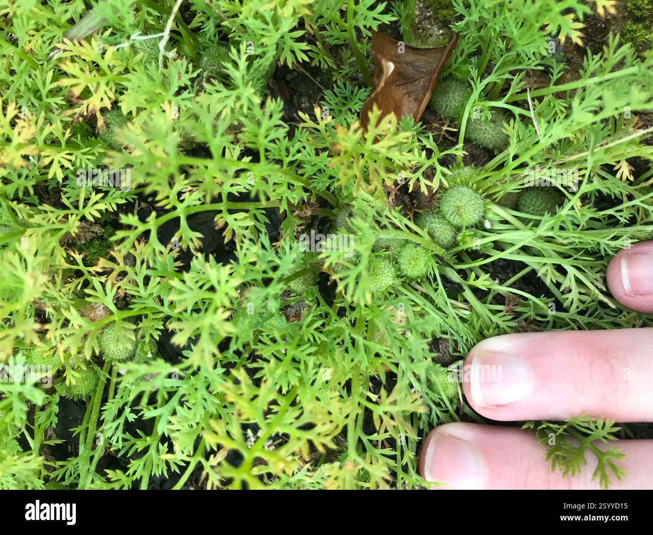 Button Burweed (Soliva anthemifolia), Plantae, Kamikoshikicho Kuwanoura ...