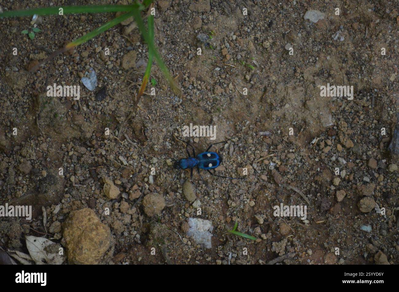 Central American Montane Tiger Beetle (Pseudoxycheila tarsalis ...