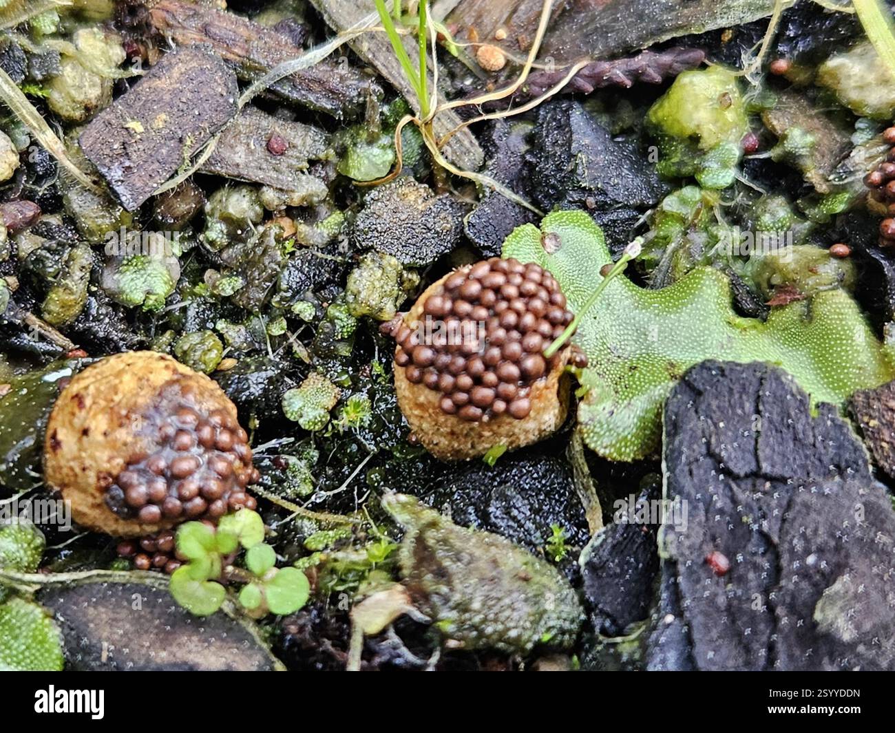 amorphous bird's nest fungus (Nidularia deformis), Fungi, Wellington ...