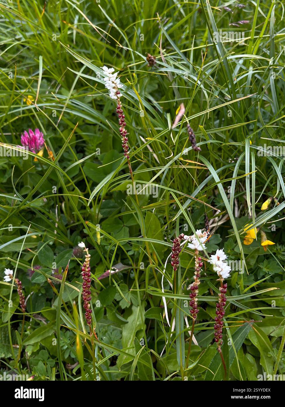 alpine bistort (Bistorta vivipara), Plantae, Zugspitze, Grainau ...