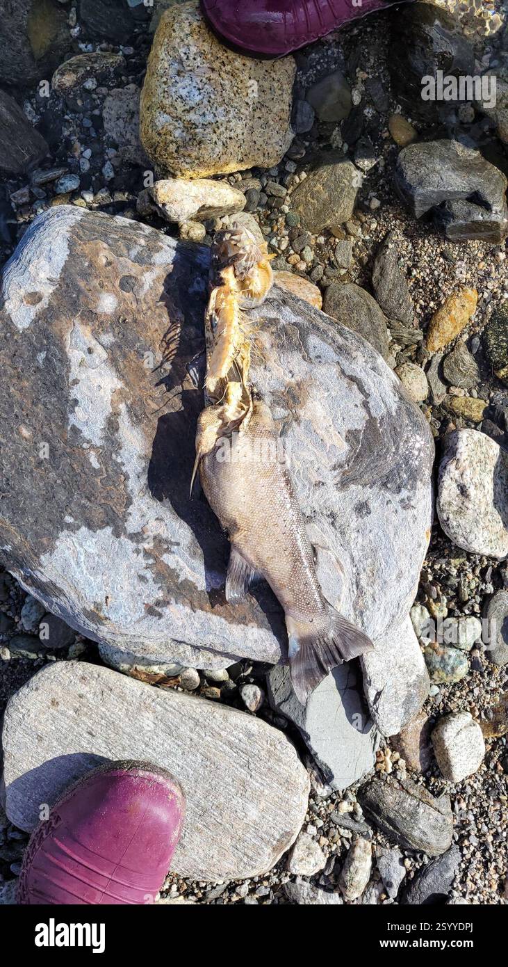 Salmons and Trouts (Salmoninae), Actinopterygii, Kokatahi, New Zealand ...