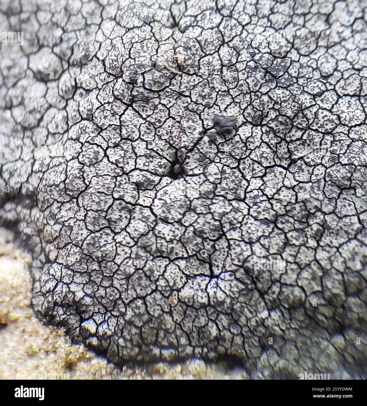 (Placopyrenium fuscellum), Fungi, Borer's Falls, Hamilton, ON L9H 5E2 ...