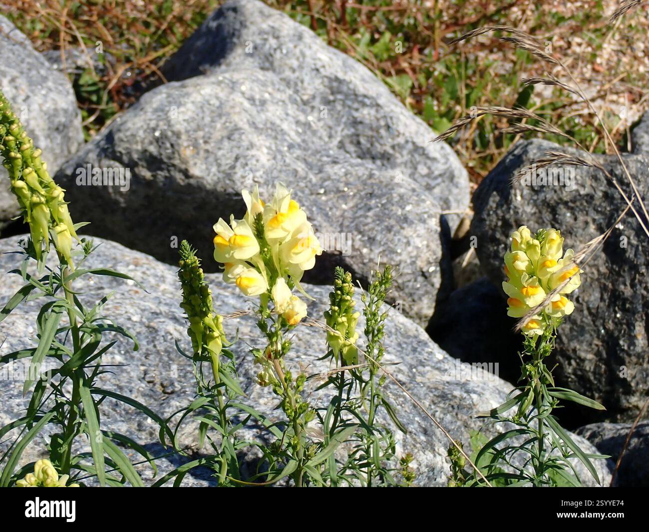 common toadflax (Linaria vulgaris), Plantae, Portsmouth, UK, Milton ...