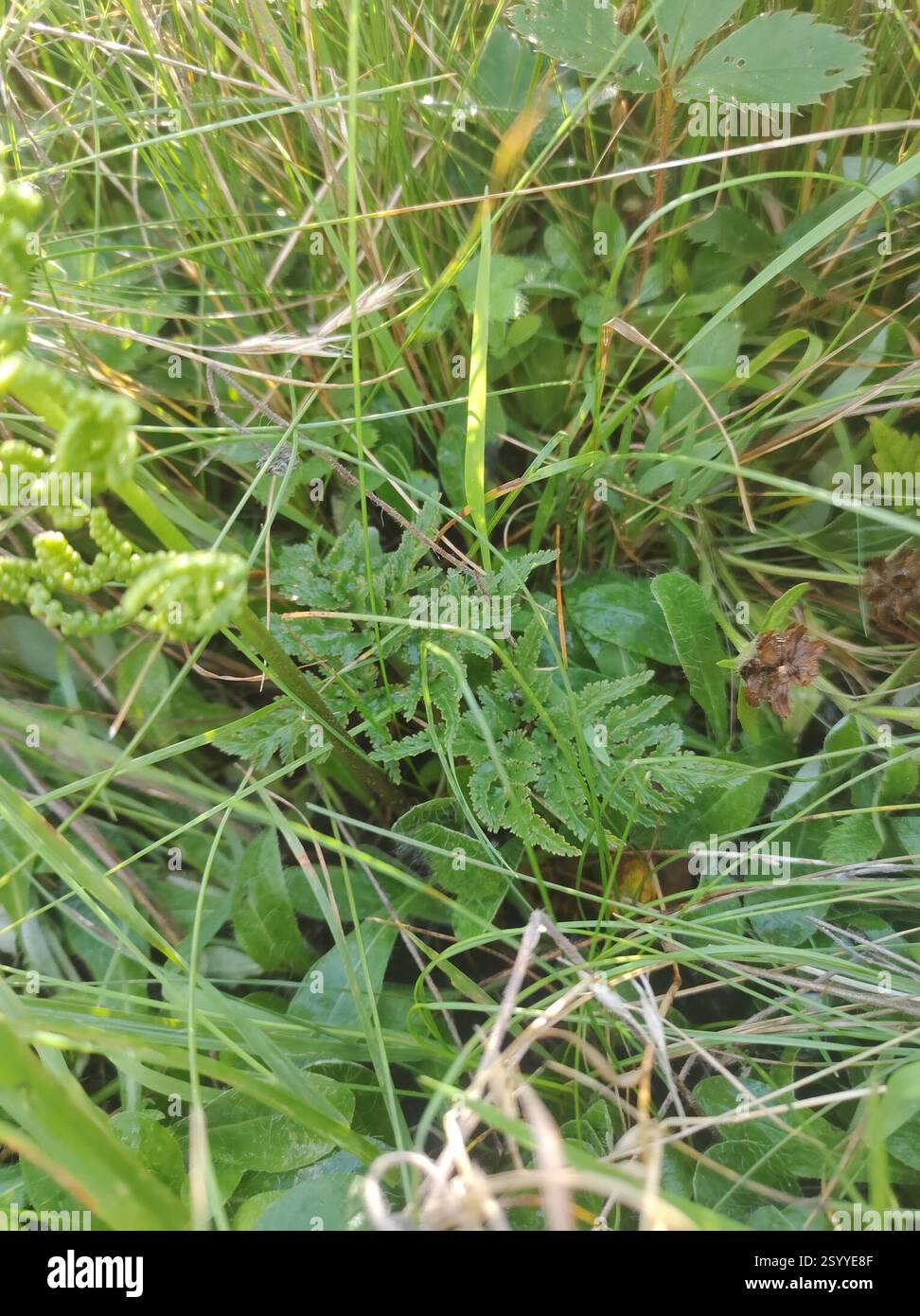 Cutleaf Grapefern (Sceptridium dissectum), Plantae, Saint-Hyacinthe, QC ...