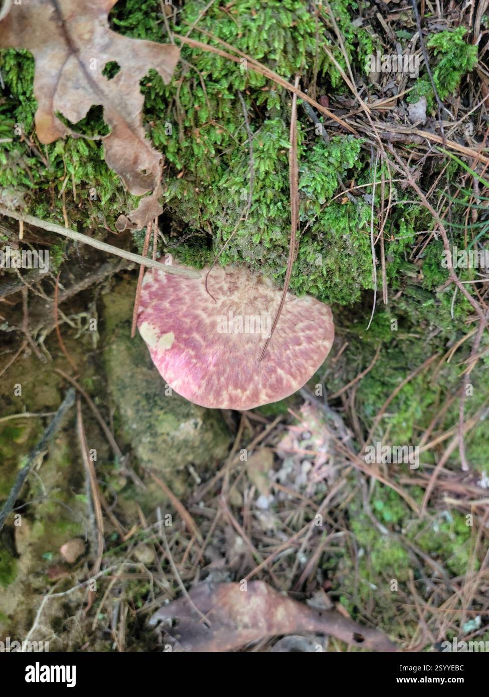 Painted Suillus (Suillus spraguei), Fungi, Hale Lake Stock Photo - Alamy