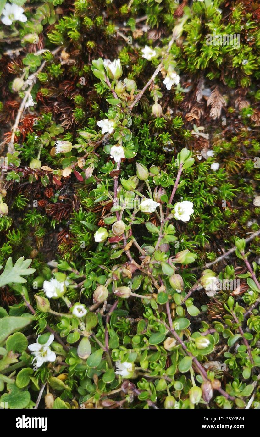 Two flowered sandwort hi-res stock photography and images - Alamy
