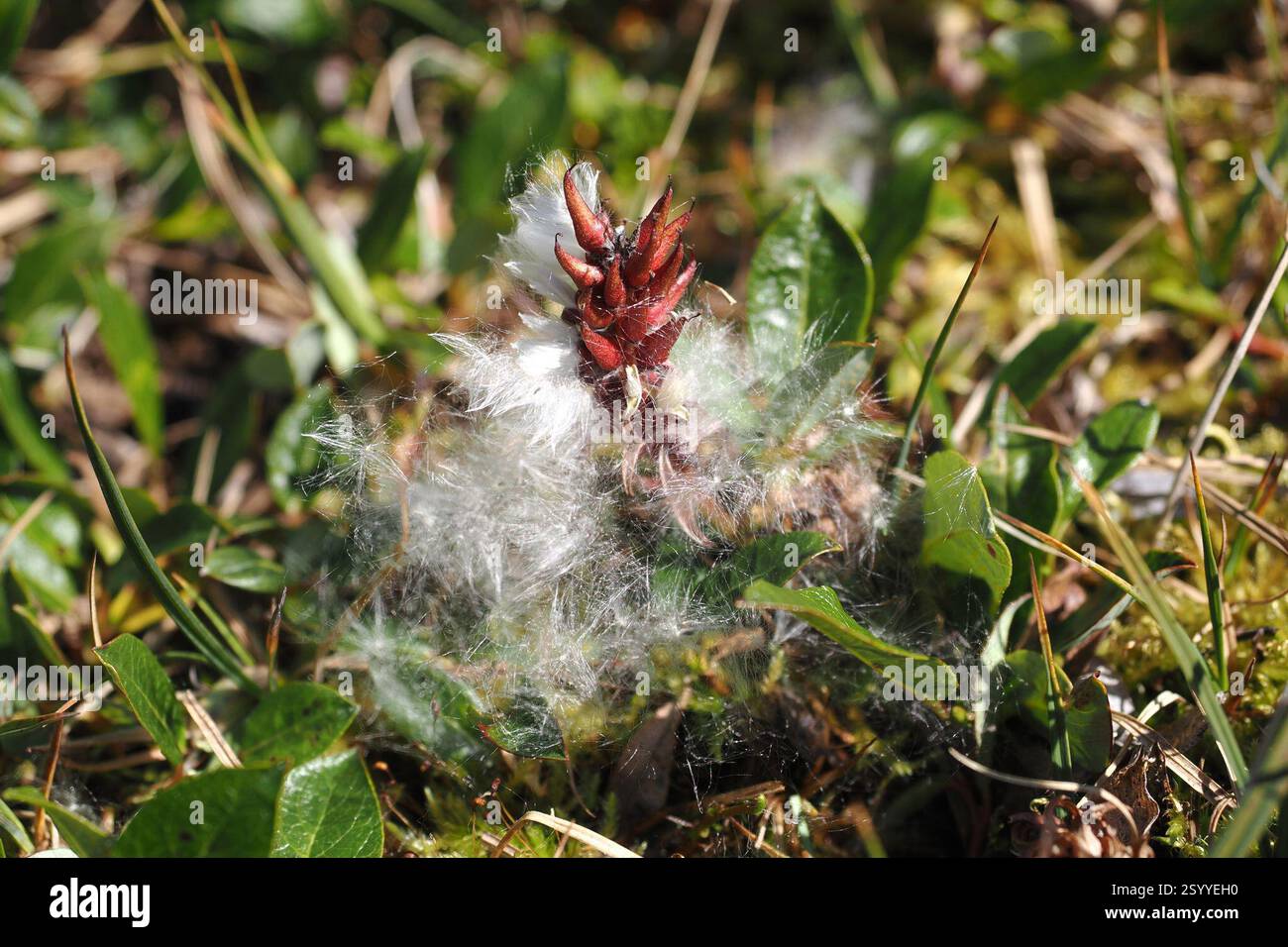 Arctic Willow (Salix arctophila), Plantae, Sisimiut 3911, Greenland ...
