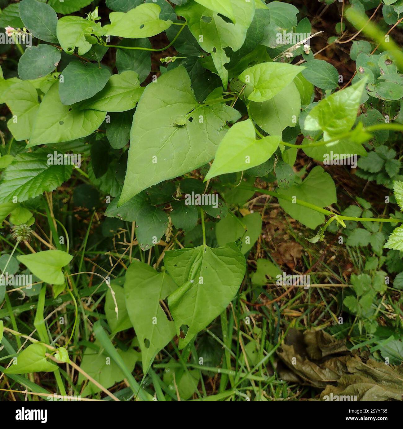 Copse-bindweed (Fallopia dumetorum), Plantae, Powiat iławski, Polska ...
