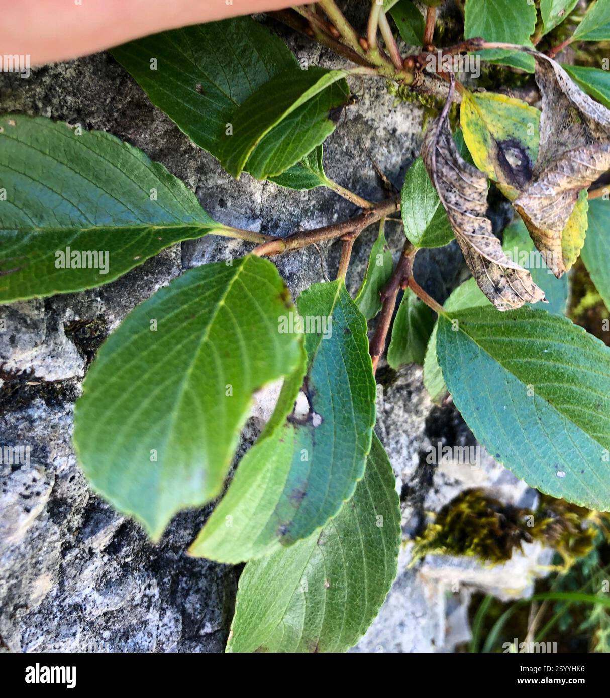 Dwarf Buckthorn (Rhamnus pumila), Plantae, Nationalpark Berchtesgaden ...